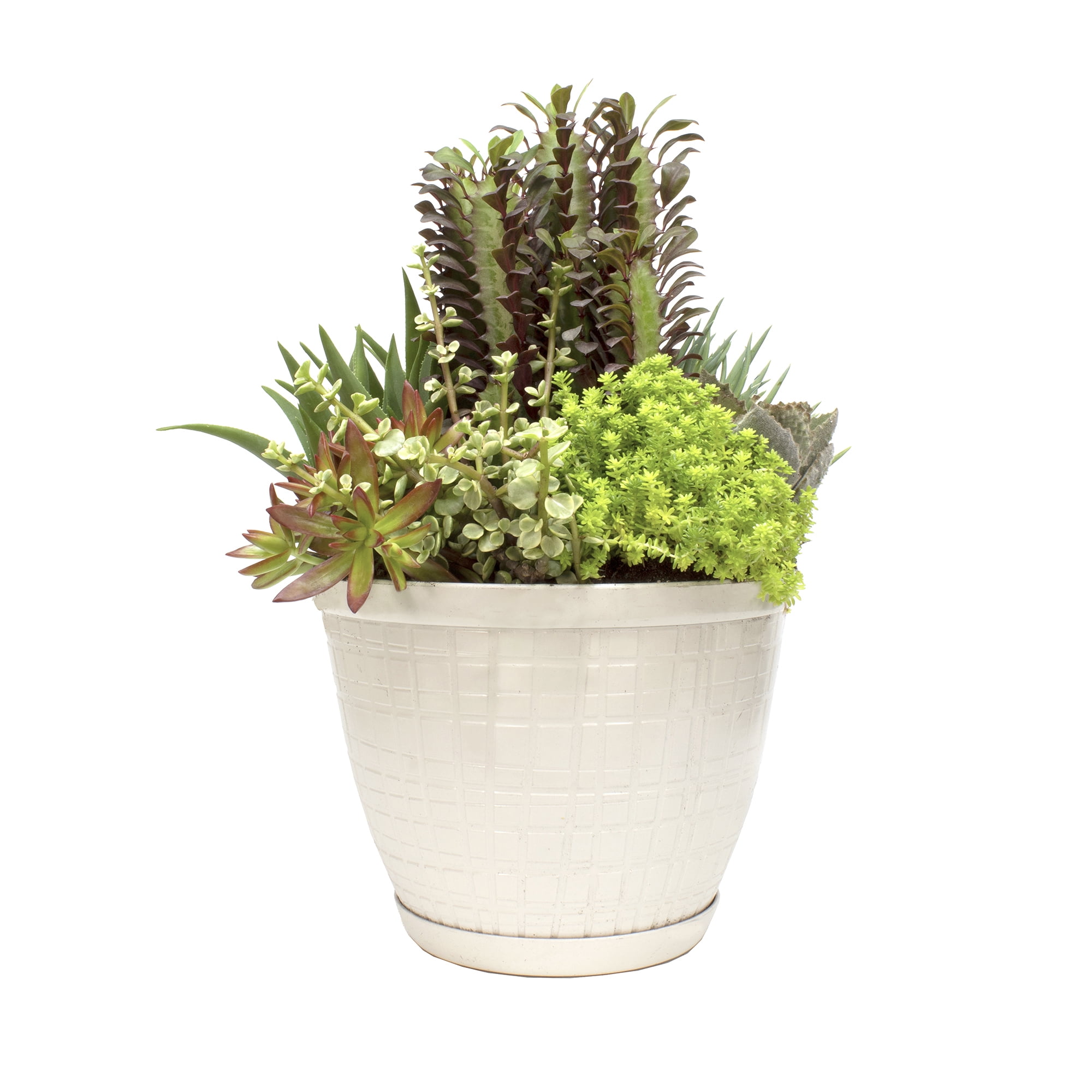 Element 8IN Deco Pot Succulent Garden, Live Plants - Walmart.com