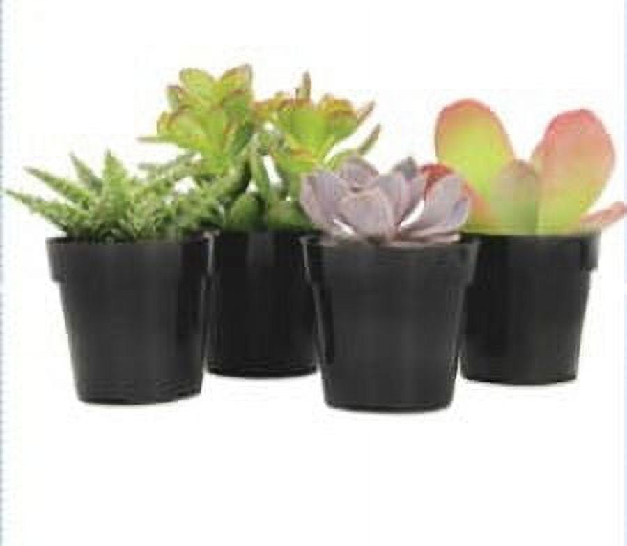 Element Live Plant Assorted Succulent in 3in Pot - Walmart.com