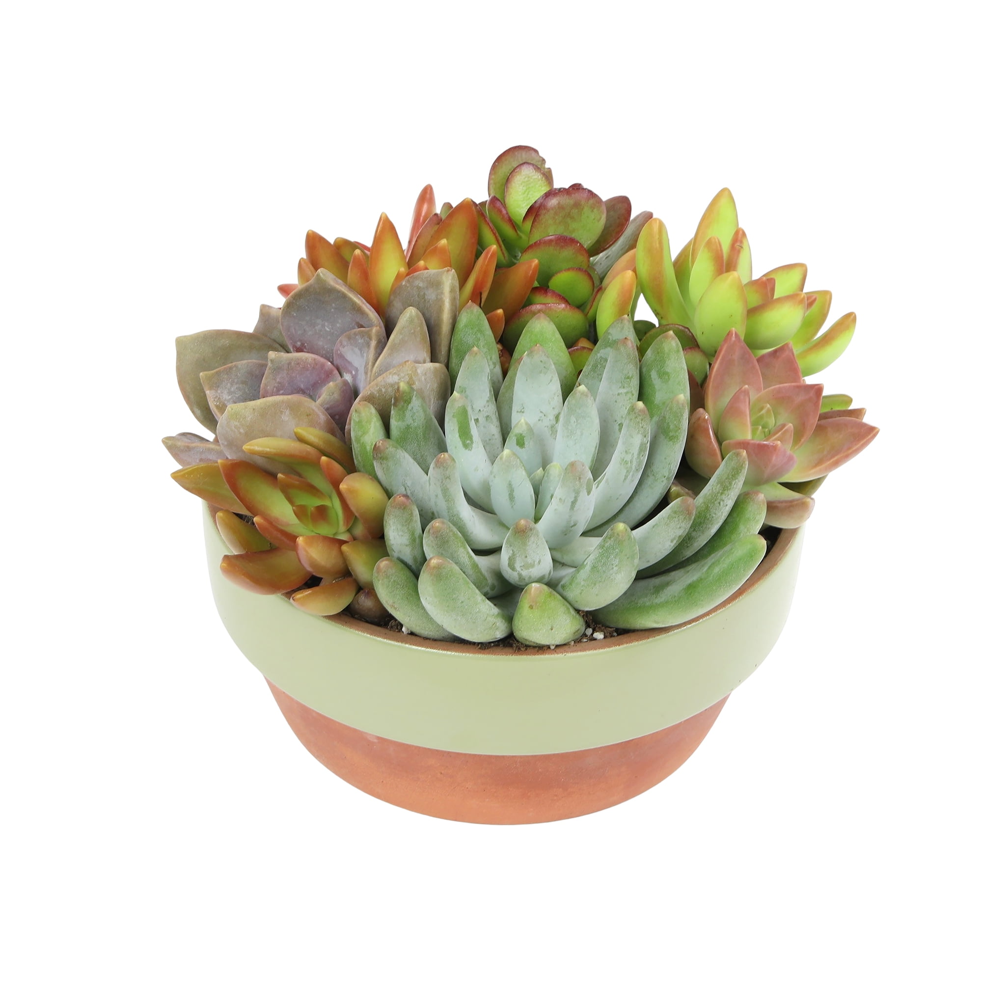 Element Live Succulents Garden Decor, 5" Green Rim Clay Plant Gift ...