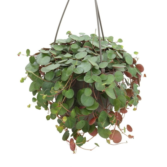 Element Peperomia Ruby Cascade - Pet Friendly Plants - Hanging ...