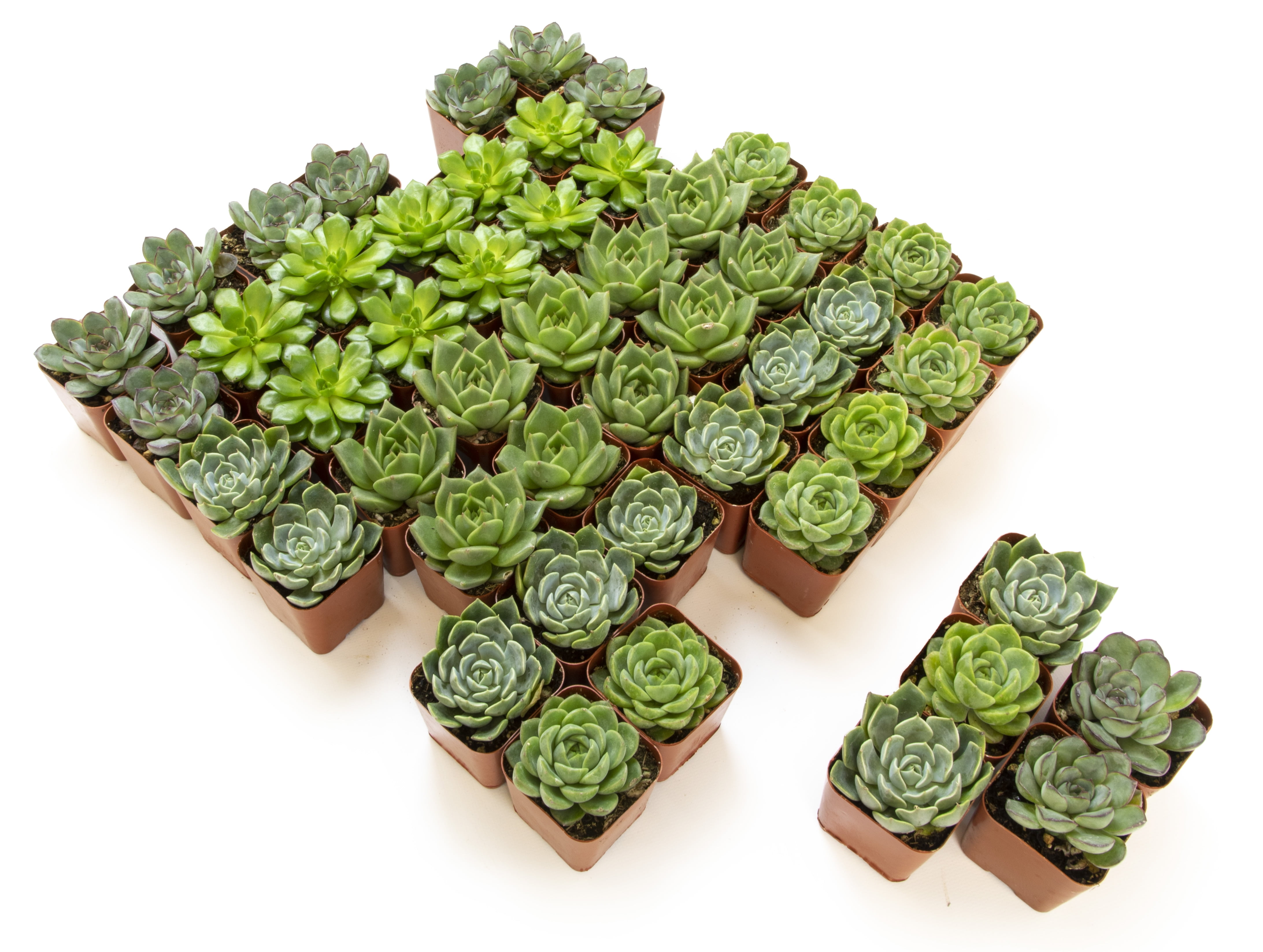 Altman Plants Bulk Succulent Plants 50-Pack - Live Succulents - DIY ...