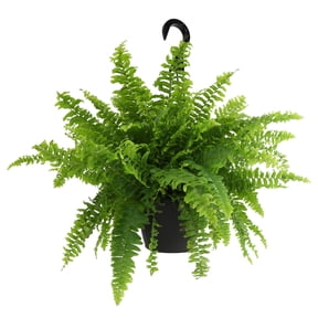 Shop Boston Fern Plants for Outdoor and Indoor Decor in Patio Garden