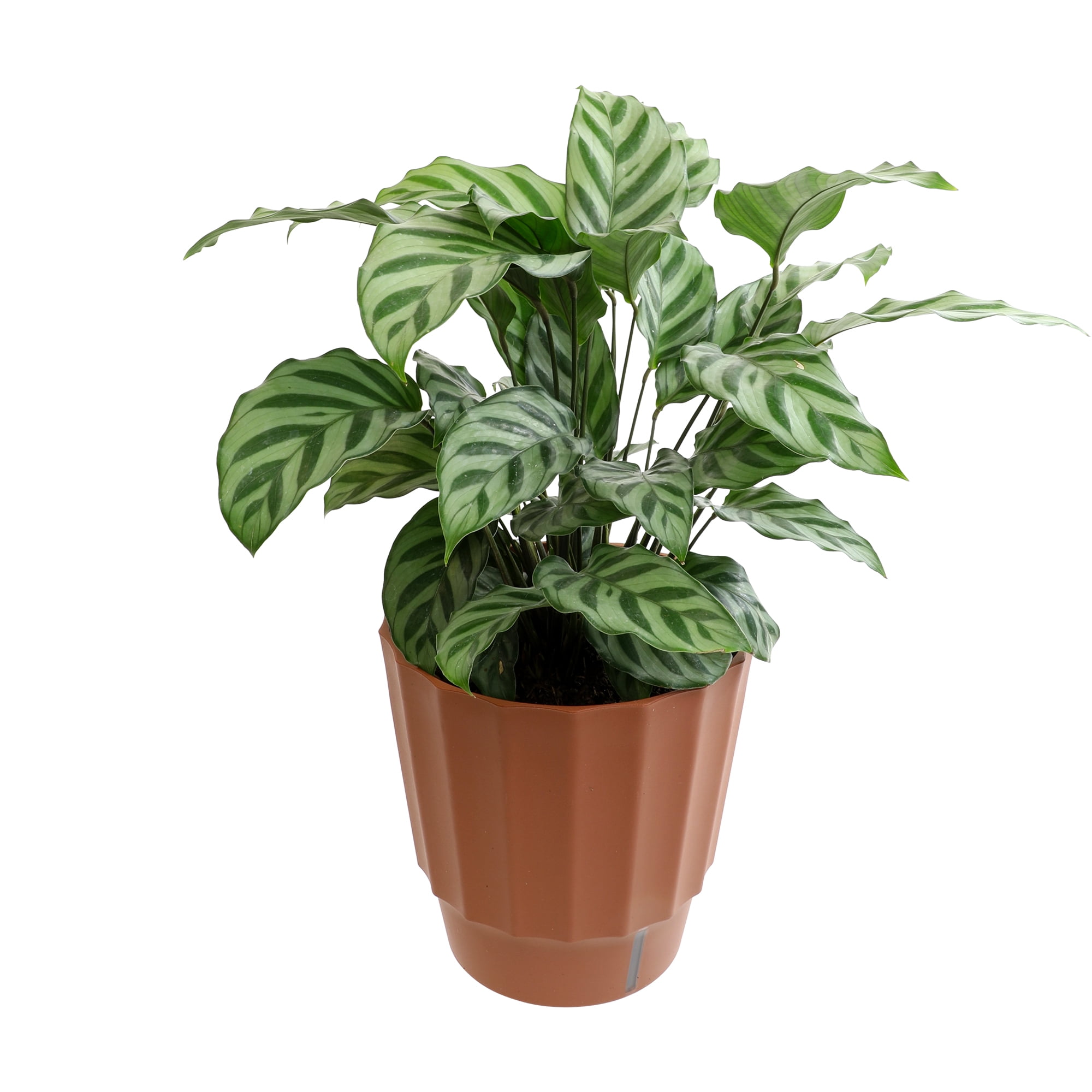 Element by Altman Plants 6in Calathea Plant in H20 Self Watering Pot ...