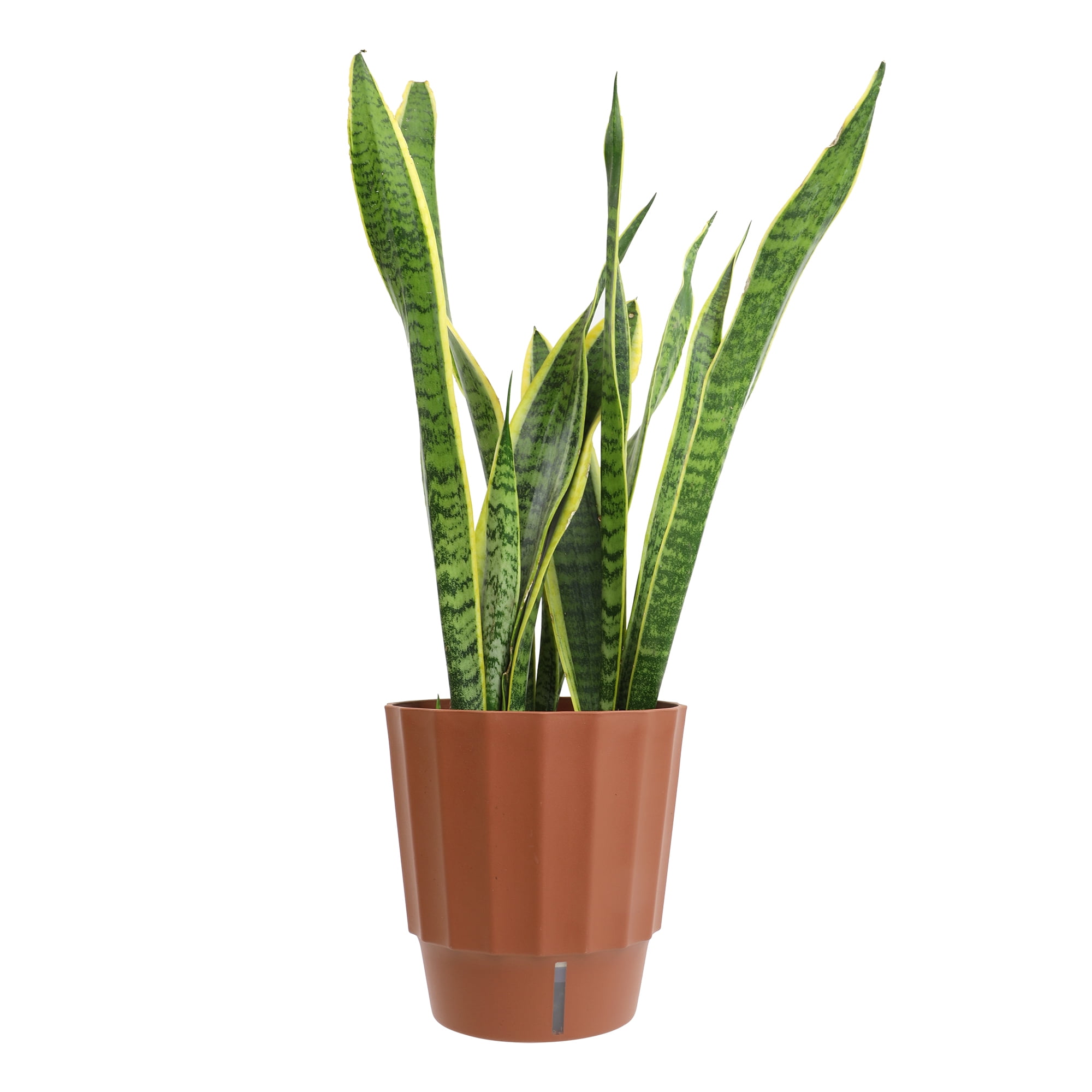 Element by Altman Plants Live Snake Plant, Sansevieria Superba; 6 in ...