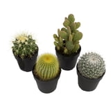 Element by Altman Plants Live Cactus Plants 4-Pack - Succulent Plants ...