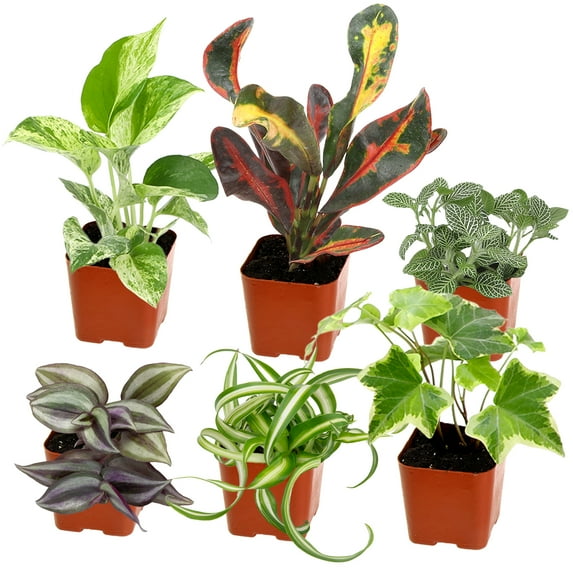 Element by Altman Plants Miniature Live House Plants (6PK), Air ...