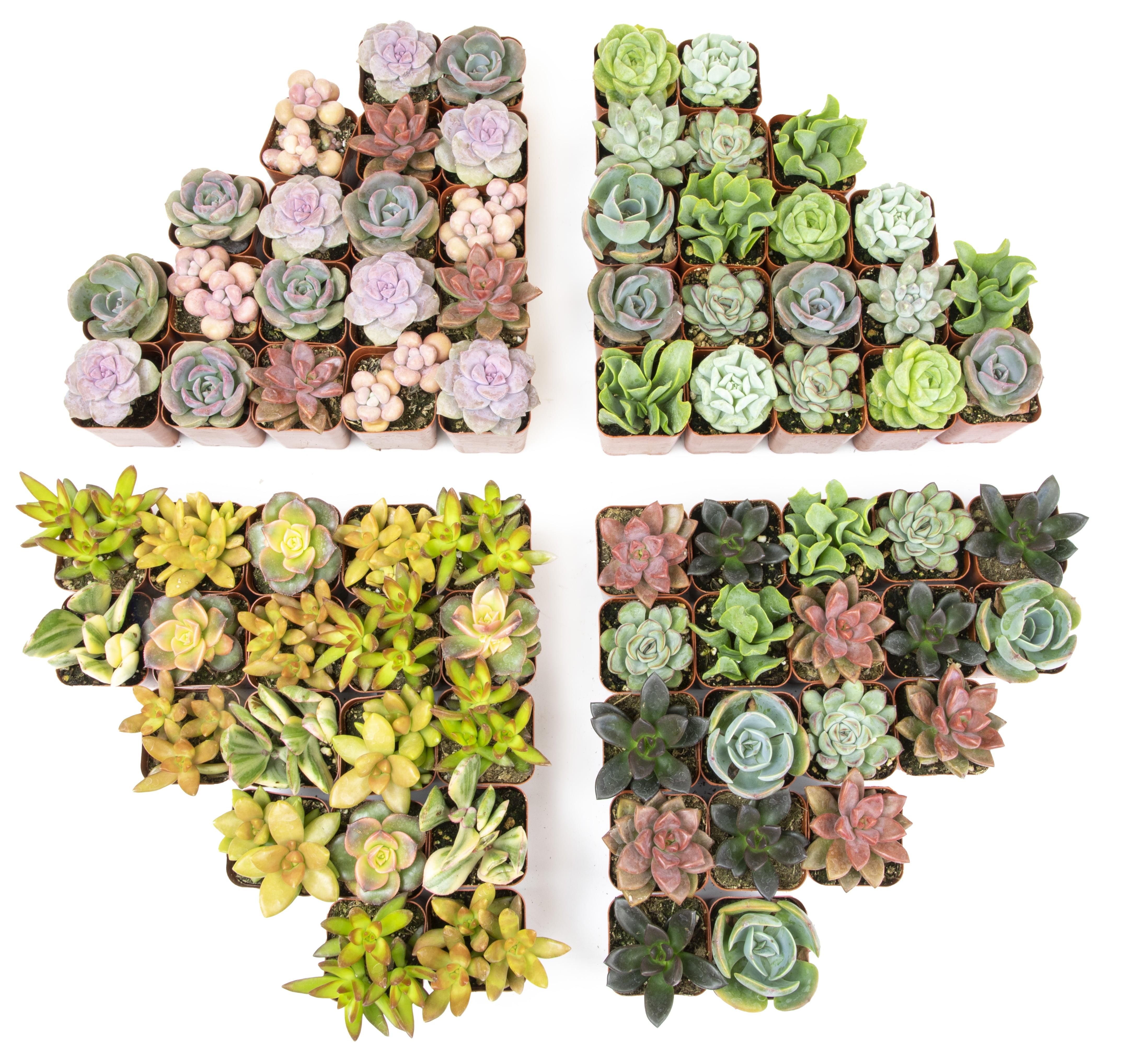 Element by Altman Plants Multicolor Succulent, Live Indoor House Plants ...