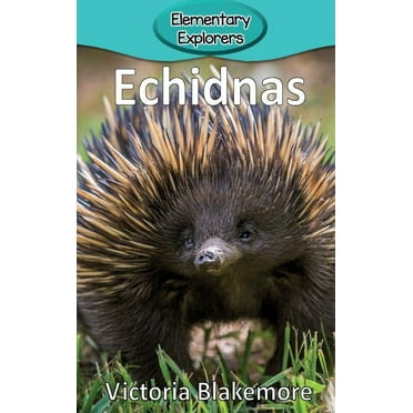 Elementary Explorers: Koalas (Hardcover) - Walmart.com