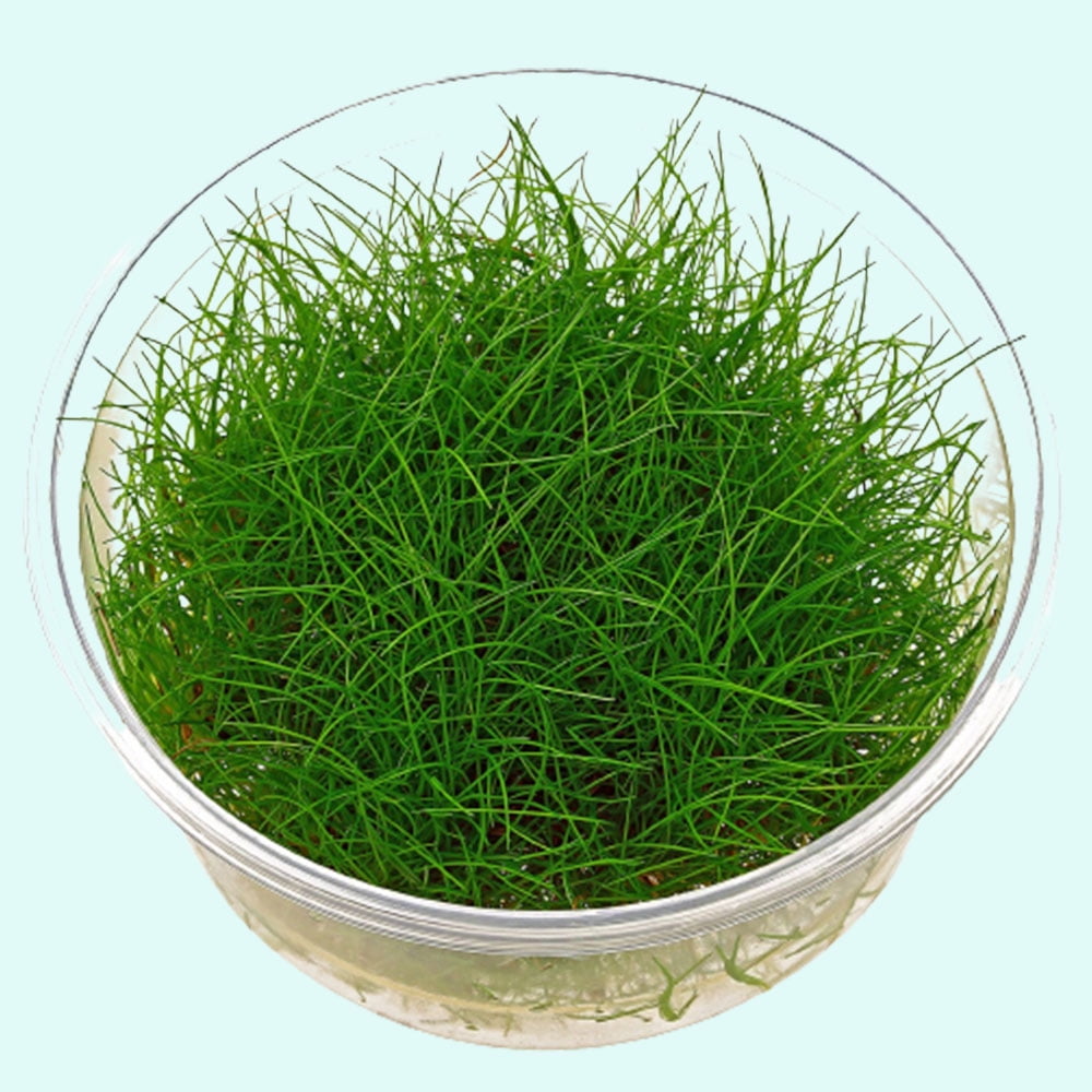 Eleocharis acicularis Dwarf Hair Grass Tissue Culture - Walmart.com