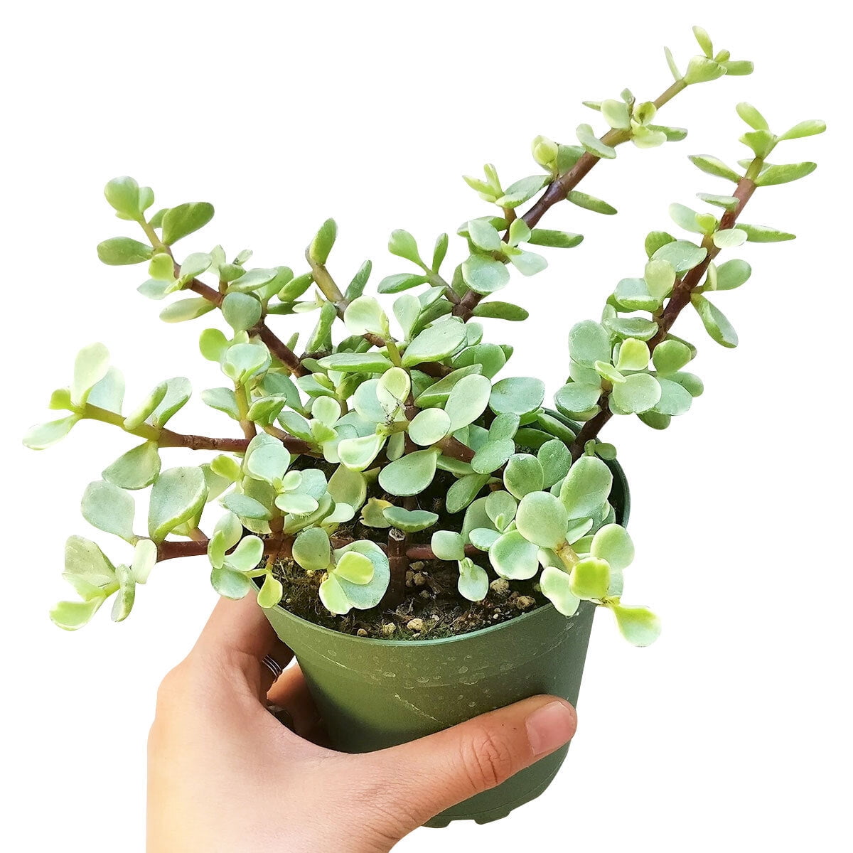 Elephant Bush Succulent (4"+ Plastic Pot) - Tiny, Lovely, Easy to Care ...