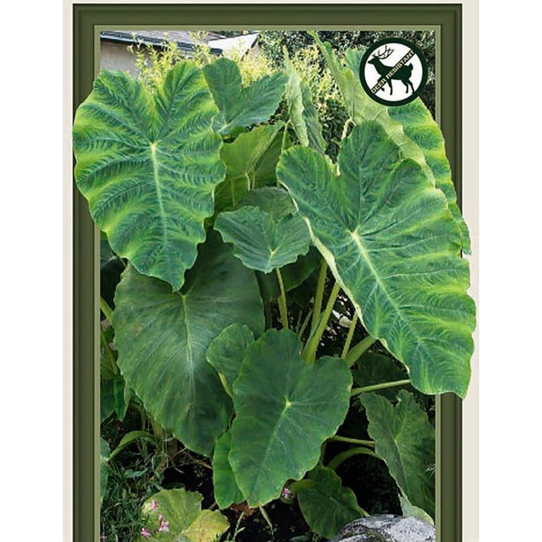 Jumbo Elephant Ear Plant