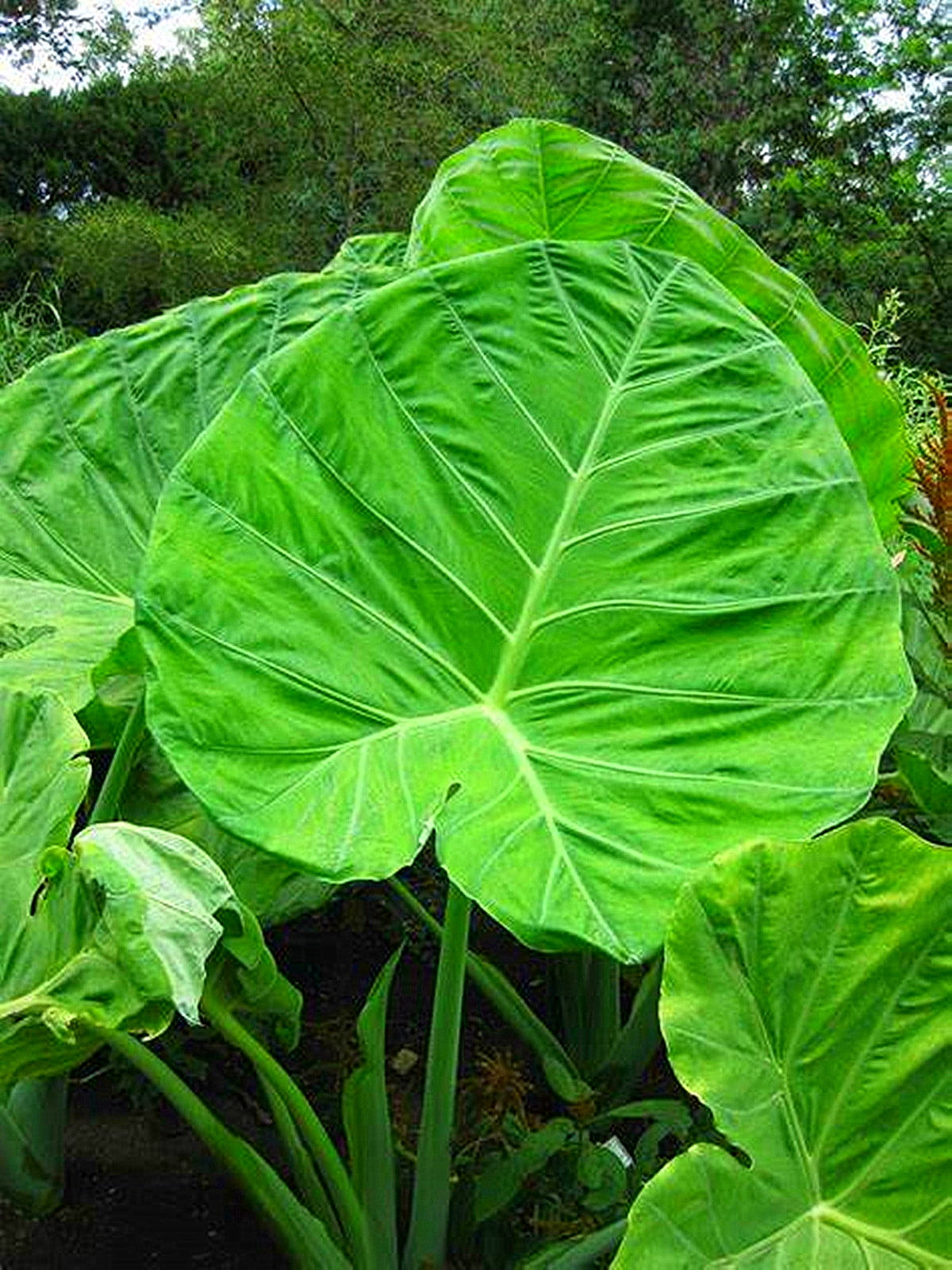 Elephant Ear，Beautify environment,Elephant Ear Blossom Huge ,Great ...