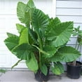 Elephant Ear Bulb - Colocasio Esculente - Walmart.com