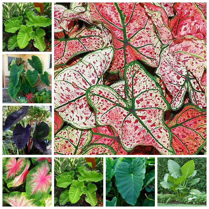 Elephant Ear Bulb,Elephant Ear Plant Live ,Large Plant Perennial ...