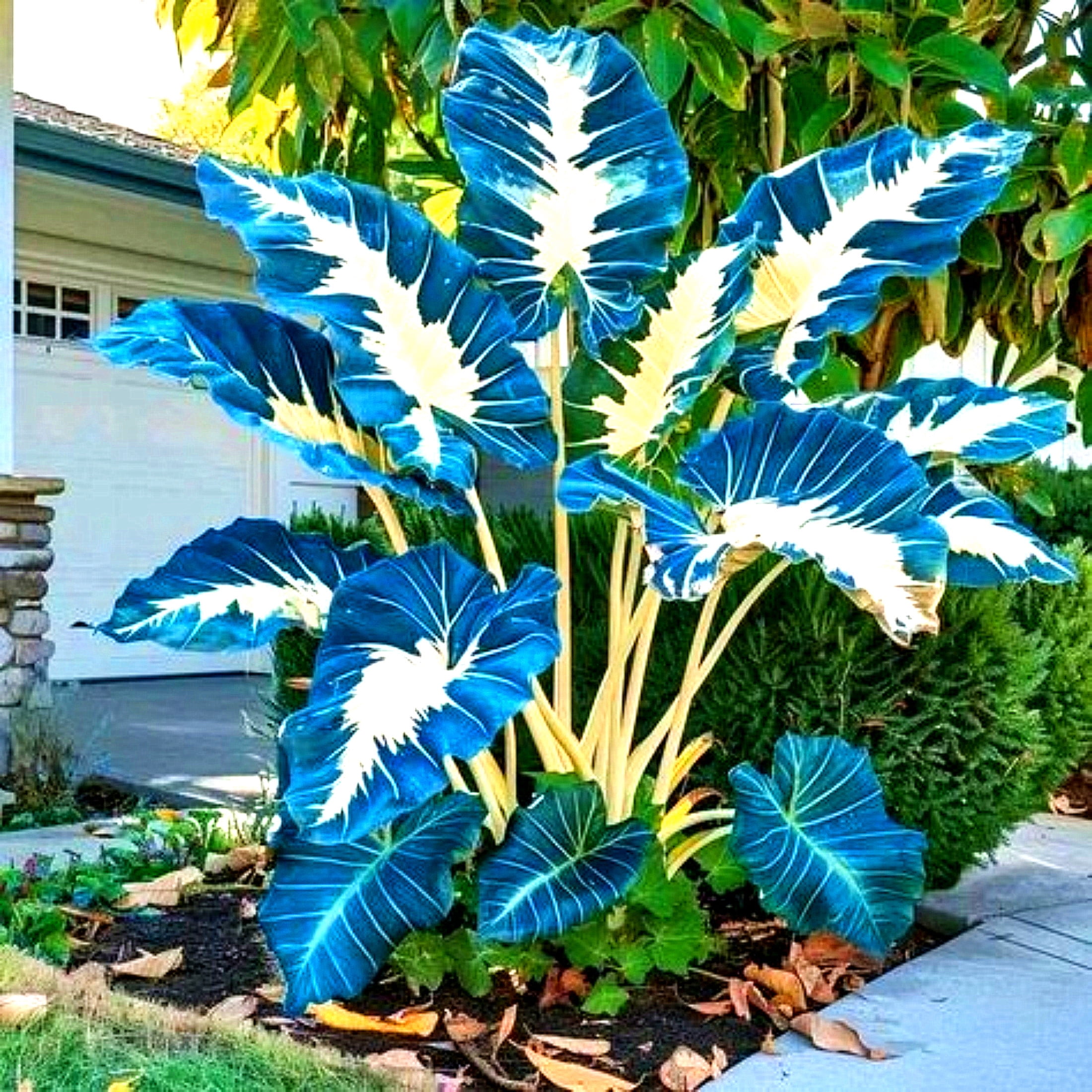 Elephant Ear -Bulbs-Bulk - Garden Elegance Decoration - Premium Garden ...