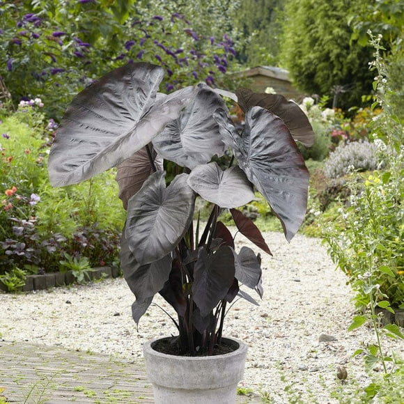 Elephant Ear Flower Bloom