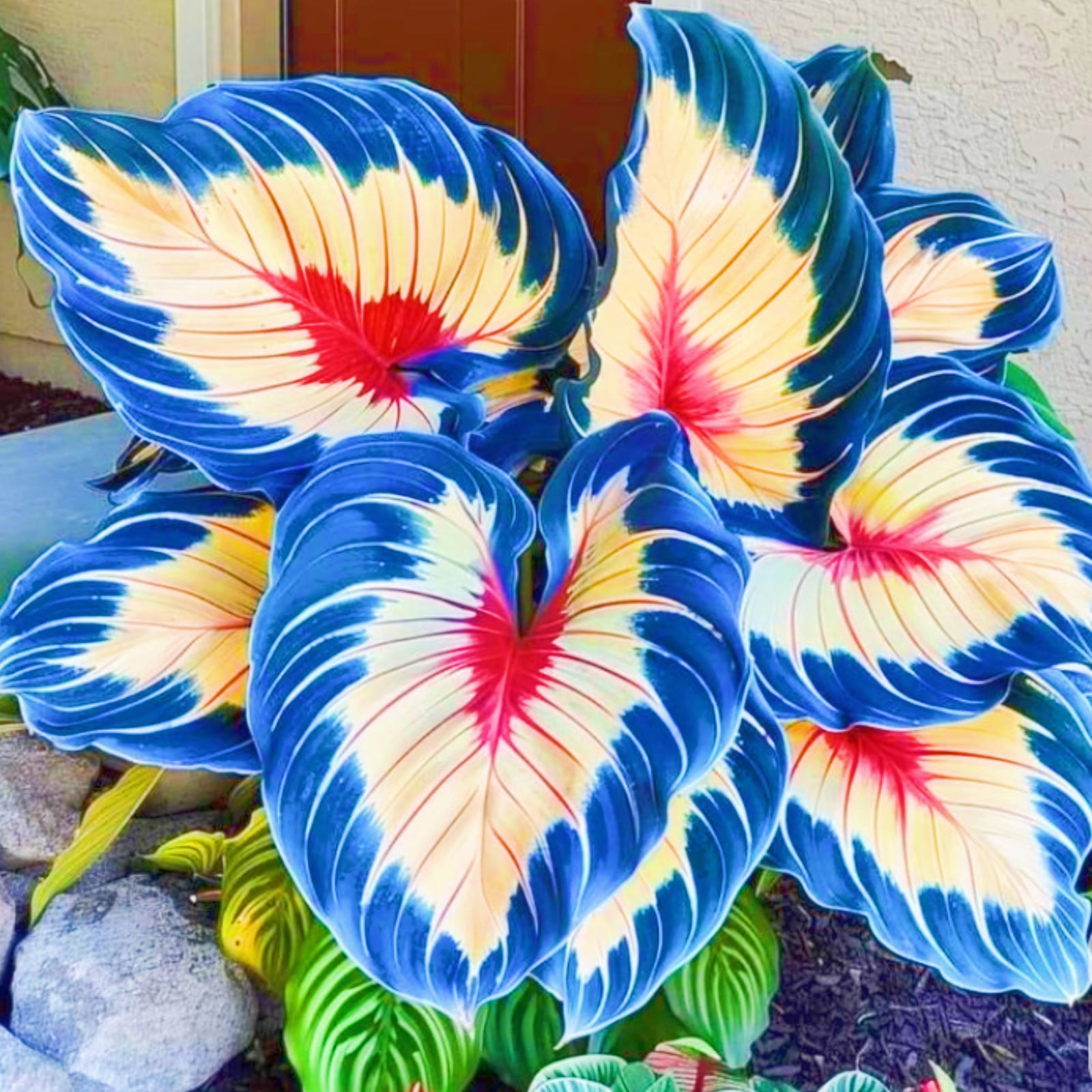 Elephant Ear Bulbs(Elephant Ear Planting)-Simple planting-Fast Growing ...
