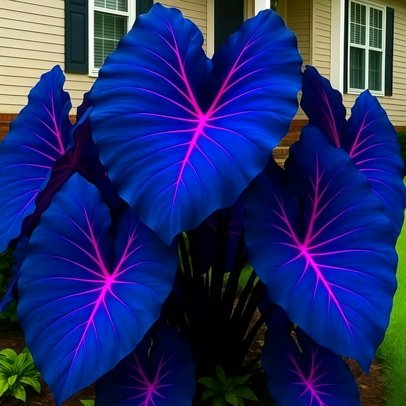 Elephant Ear-Bulbs For Planting-Beautiful Garden Decoration-Premium ...