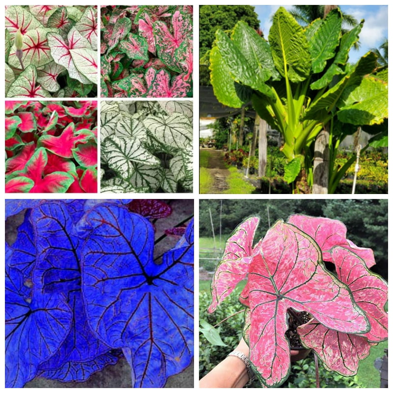 Elephant Ear Bulbs, Four Seasons, Perennials, Large Plants, Giant ...