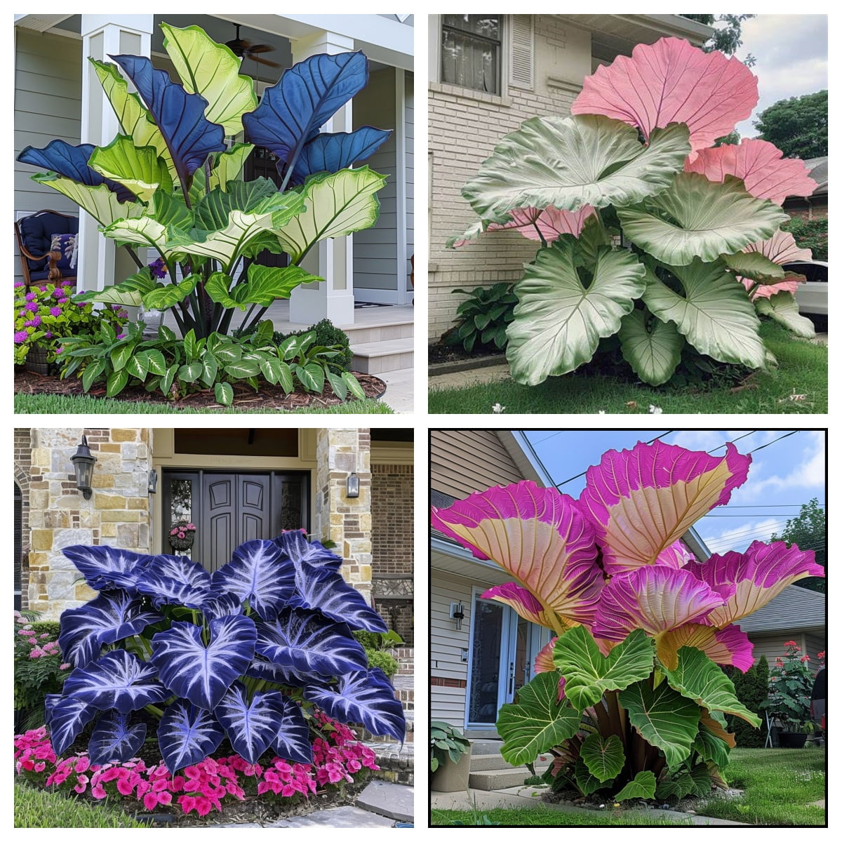 Elephant Ear Bulbs，Freshly Dug Perennial，Vibrant Floral Display ...