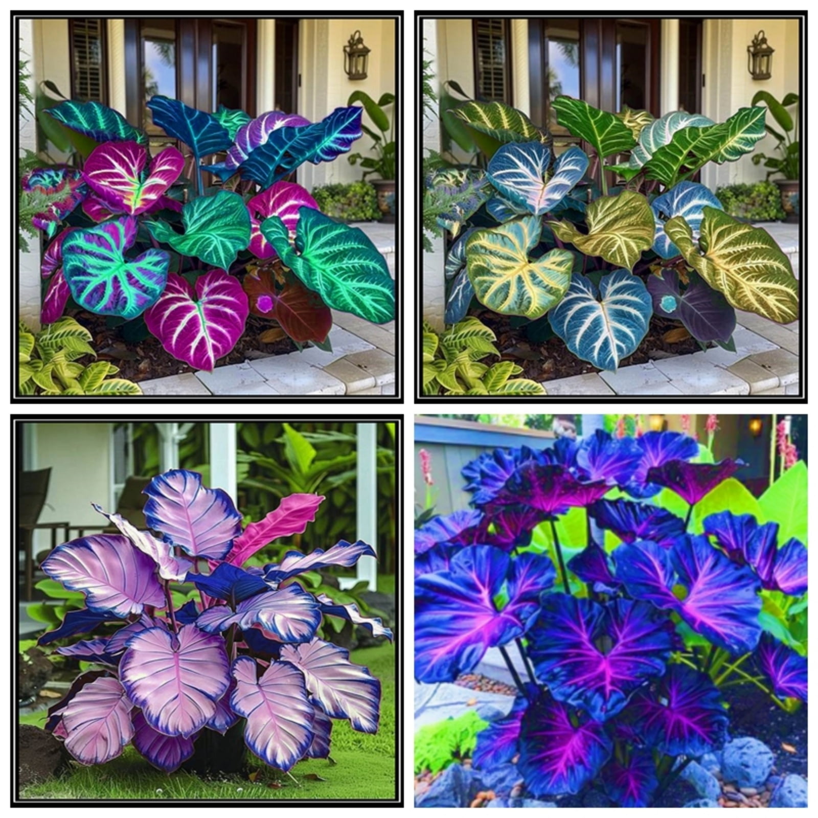 Elephant Ear Bulbs, Highly Live Green,Suitable for all-season planting ...