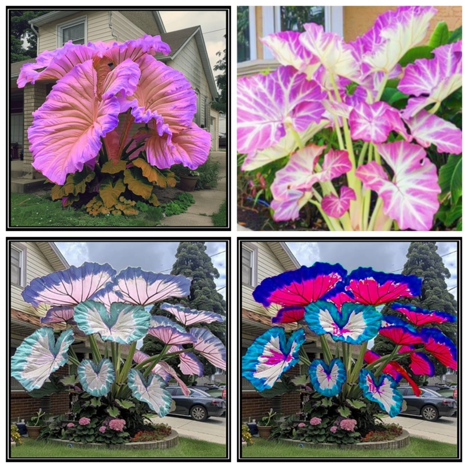 Elephant Ear Bulbs, Highly Live ,Suitable for all-season planting,First ...