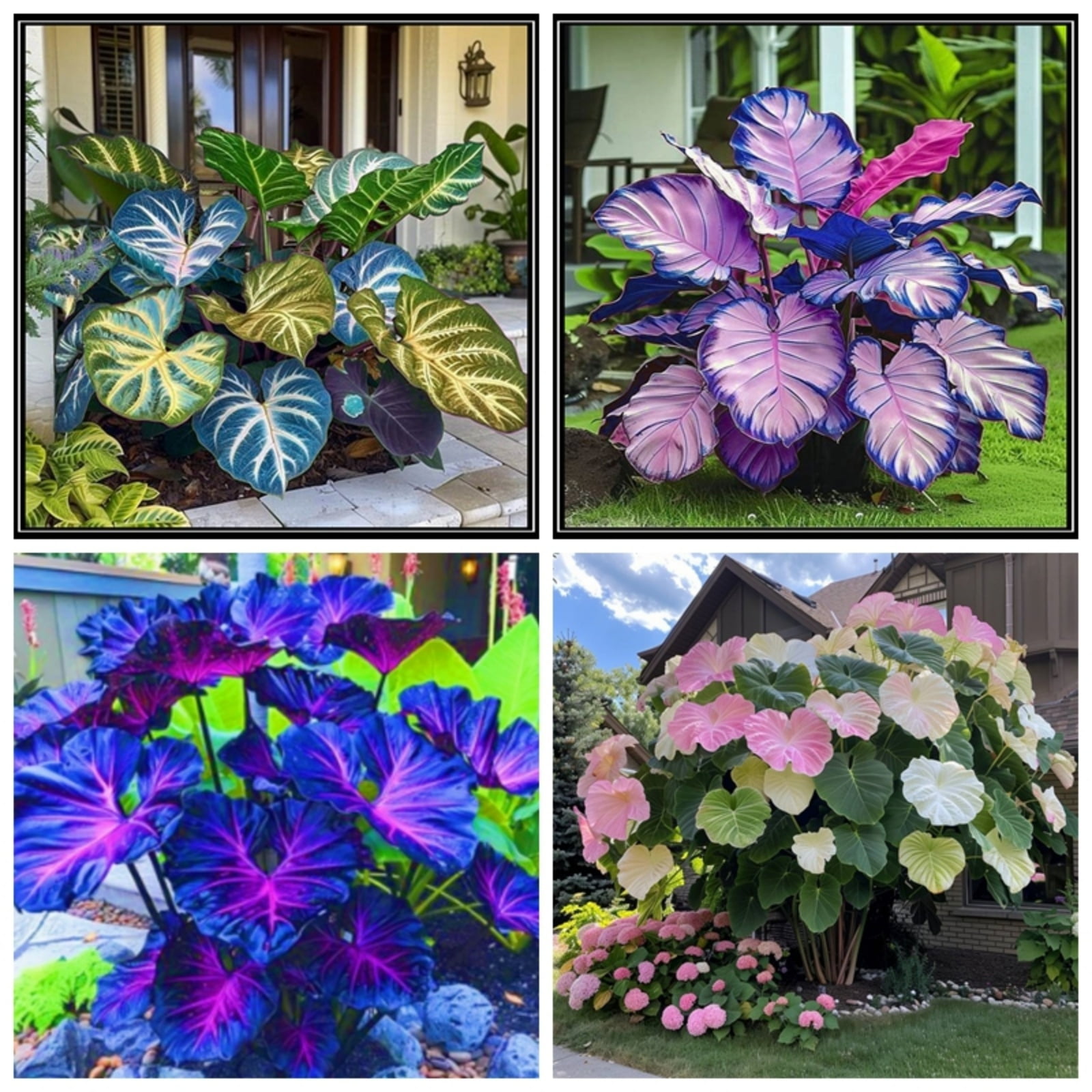 Elephant Ear Bulbs, Highly Live ,Suitable for all-season planting,First ...