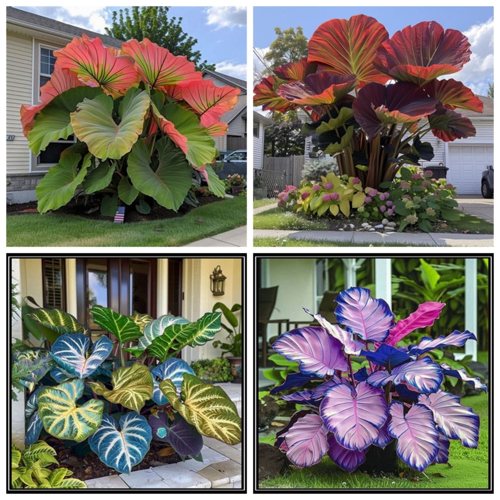 Elephant Ear Bulbs Mix,Highly Live Green Plants,Suitable for All-season ...