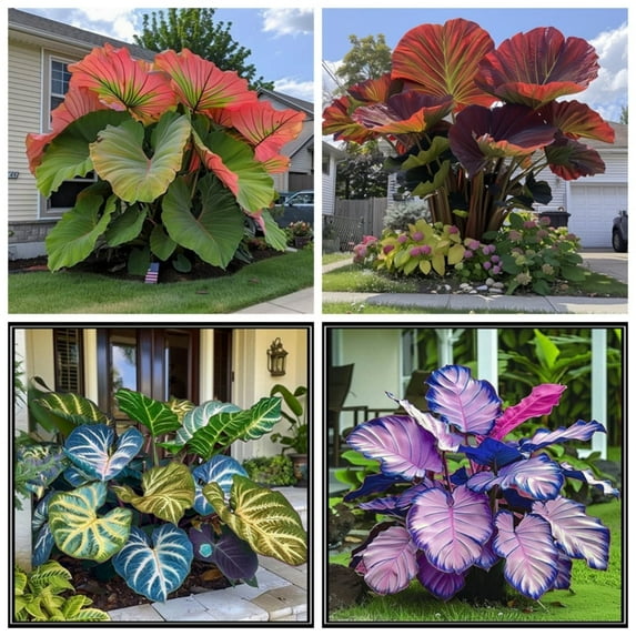 Elephant Ear Bulbs Mix,Highly Live Green Plants,Suitable for All-season ...