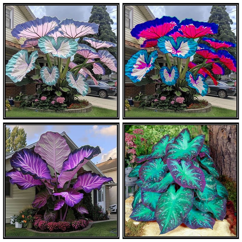 Elephant Ear Bulbs Mix,Highly Live Green Plants,Suitable for All-season ...