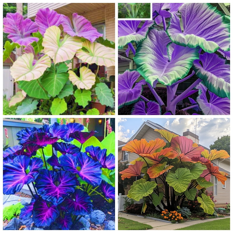 Elephant Ear Bulbs Mix,Highly Live Green Plants,Suitable for All-season ...