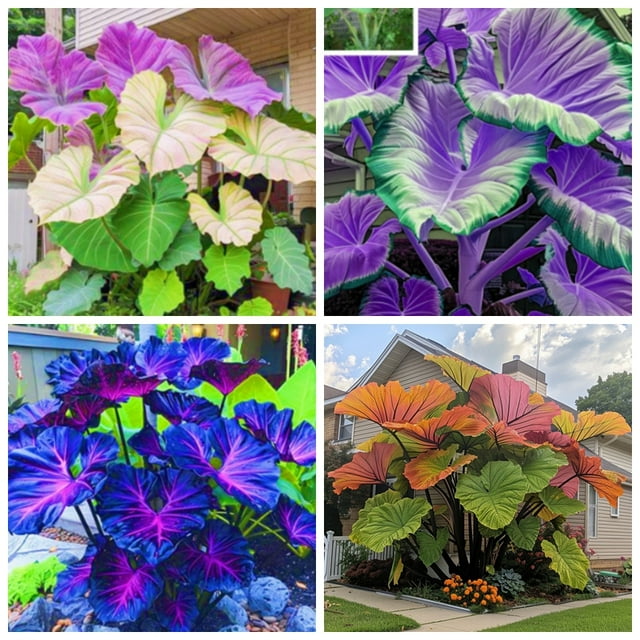 Elephant Ear Bulbs Mix,Highly Live Green Plants,Suitable for All-season ...