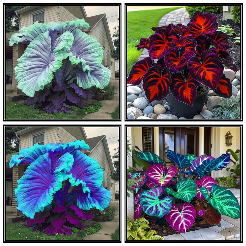 Elephant Ear Bulbs Mix,Highly Live Green Plants,Suitable for All-season ...