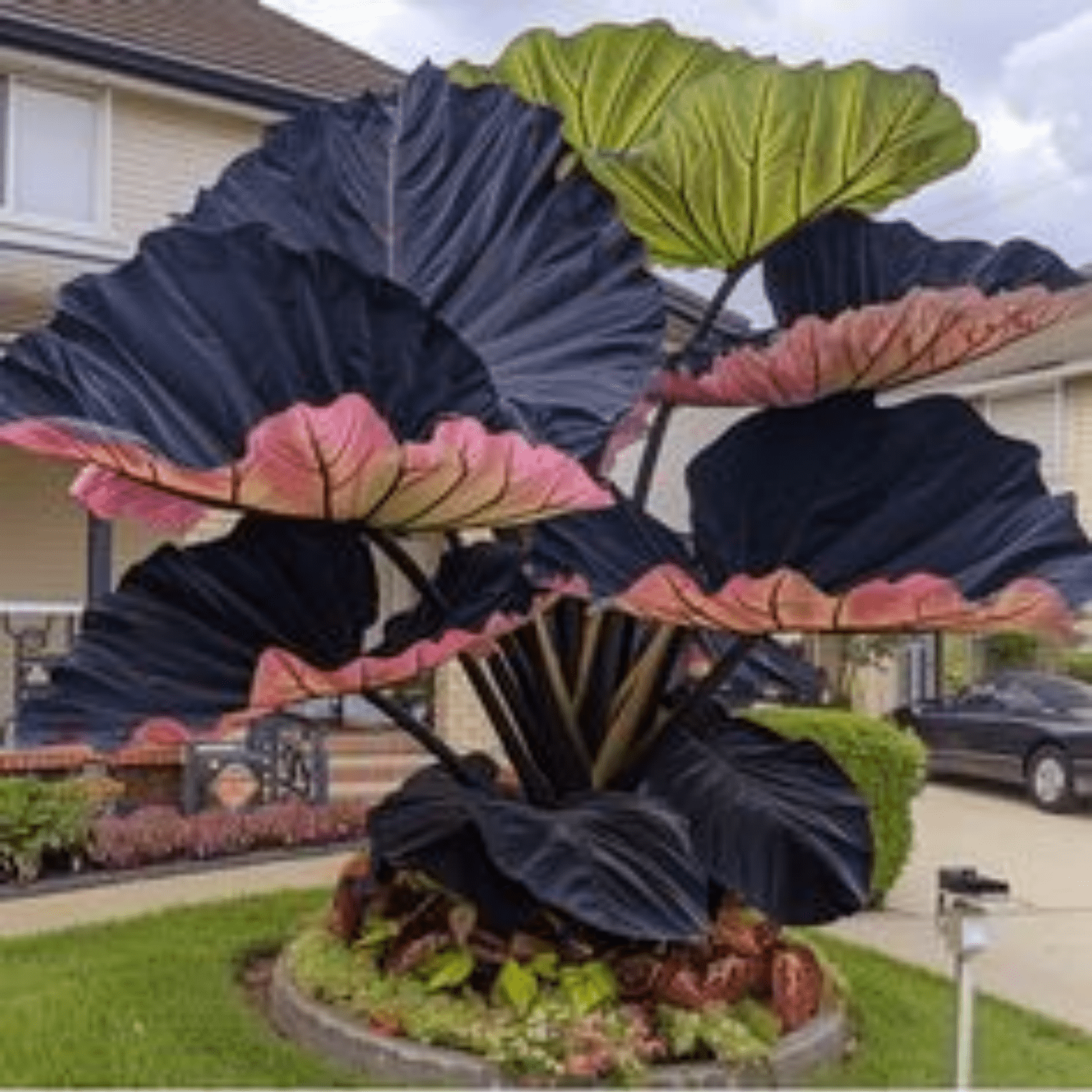 Elephant Ear Bulbs Mix,Highly Live Green Plants,Suitable for all-season ...