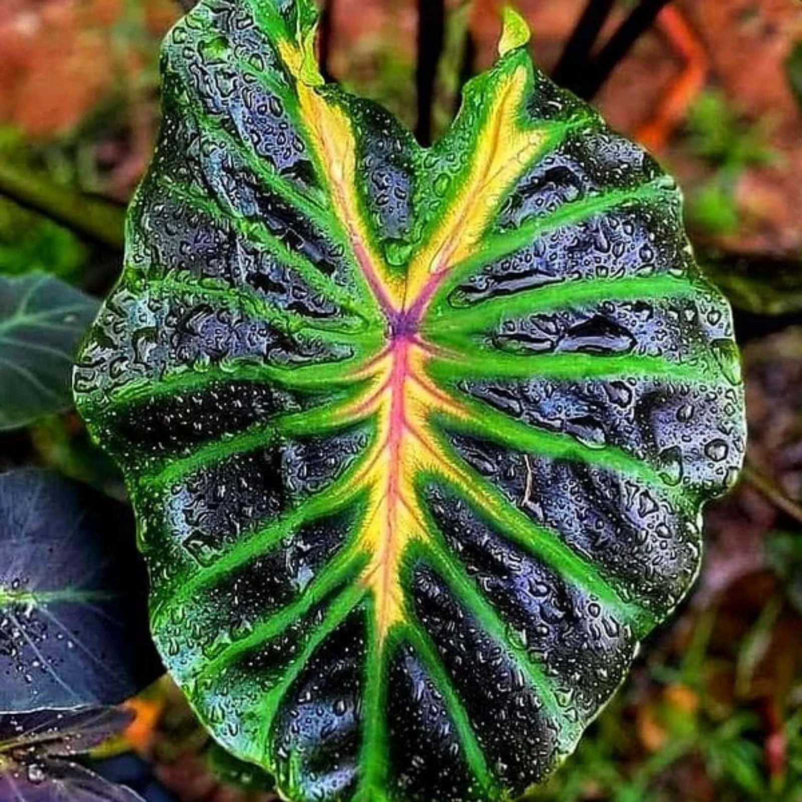 Elephant Ear Bulbs Mix,Highly Live Green Plants,Suitable for all-season ...