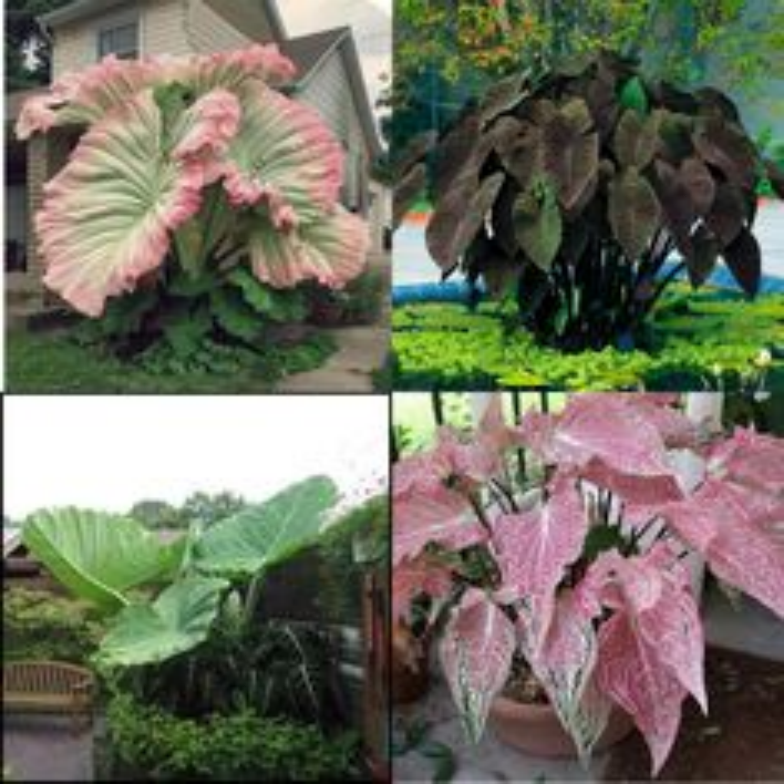 Elephant Ear Bulbs Mix,Highly Live Green Plants,Suitable for all-season planting,First choice ...