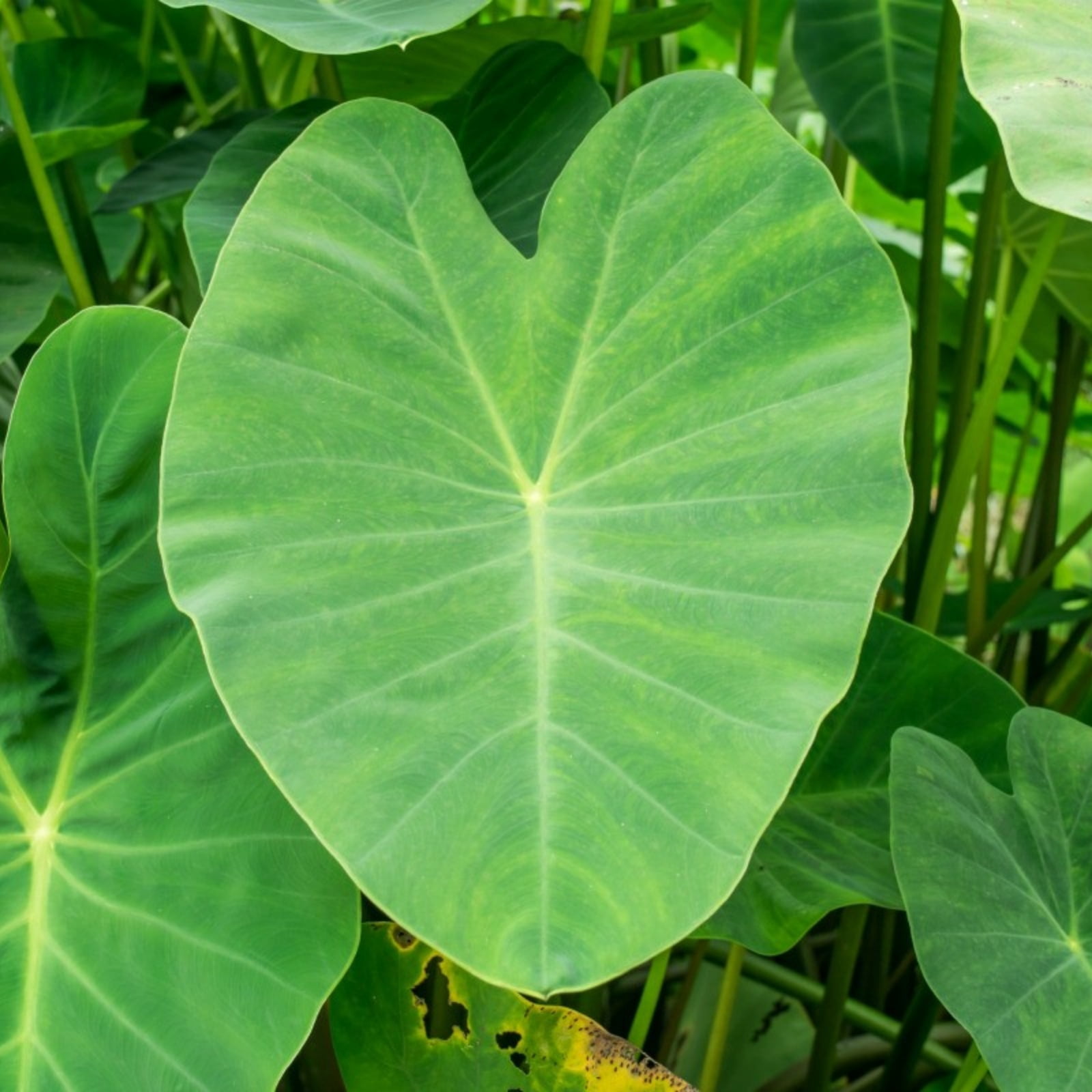 Elephant Ear Bulbs, Tropical Style Decoration, Garden And Indoor Green ...