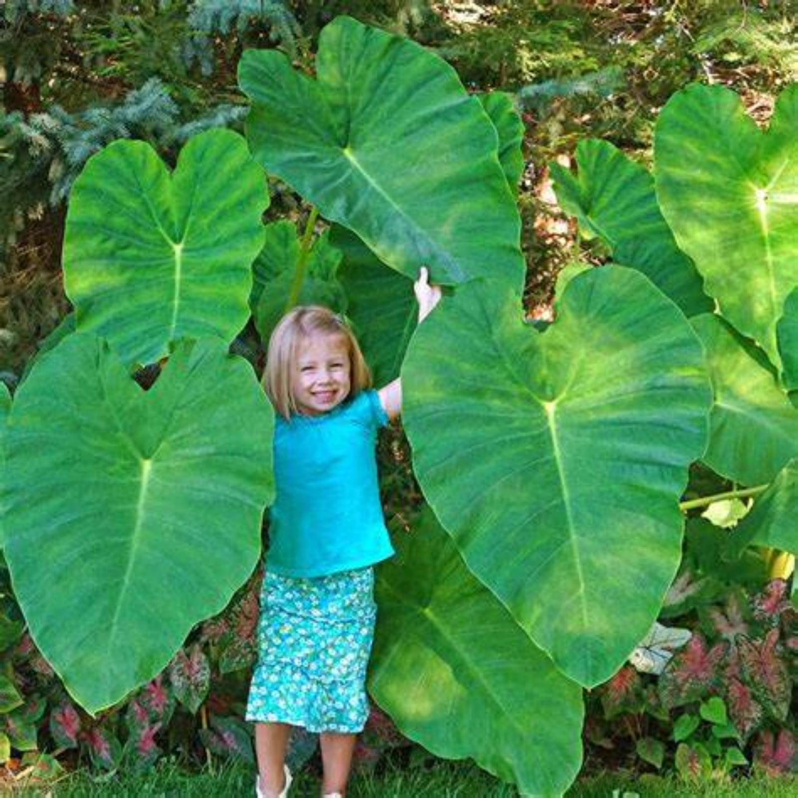 Elephant Ear Bulbs, Tropical Style Decoration, Garden And Indoor Green ...