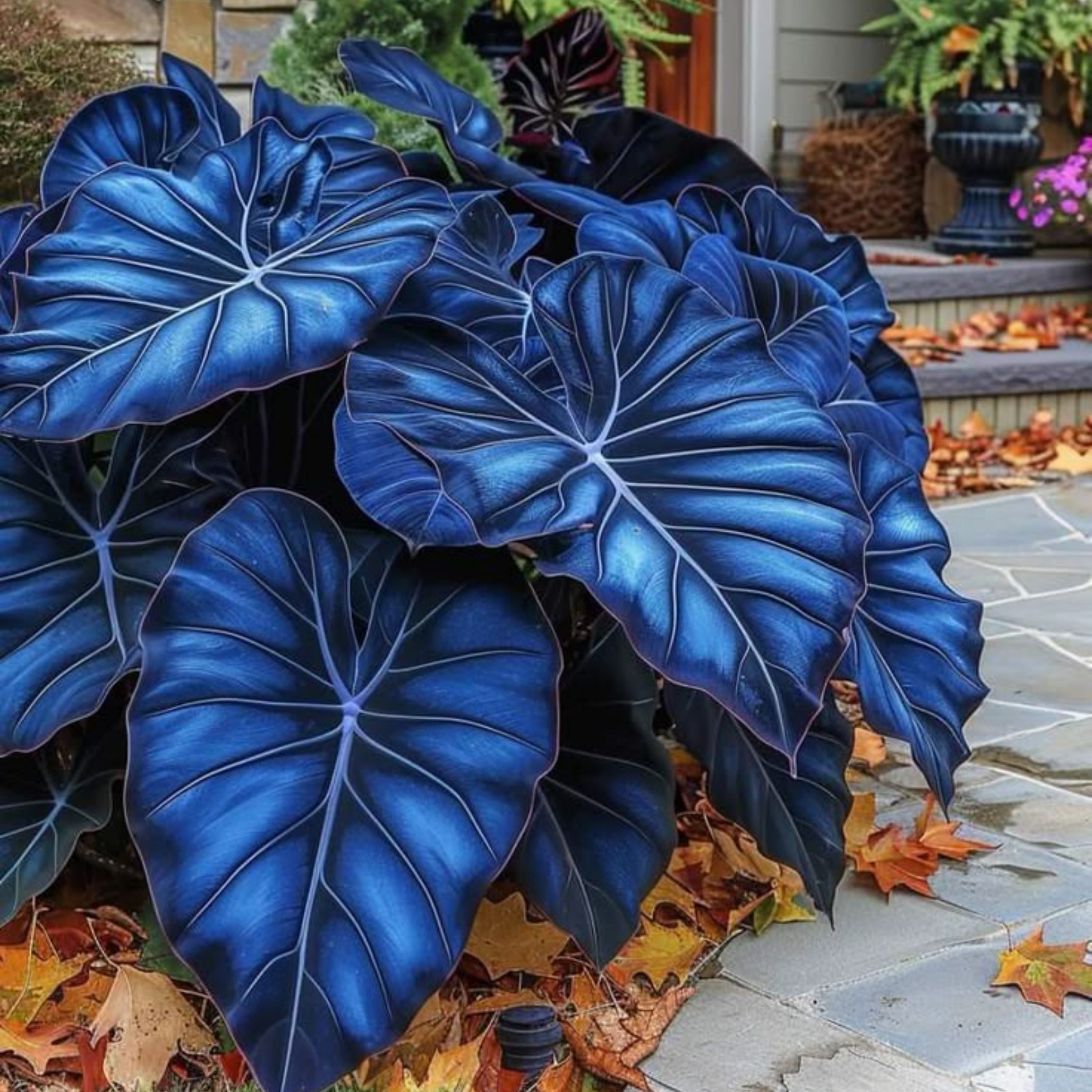 Elephant Ear Bulbs, Tropical Style Decoration, Giant Foliage Plant ...