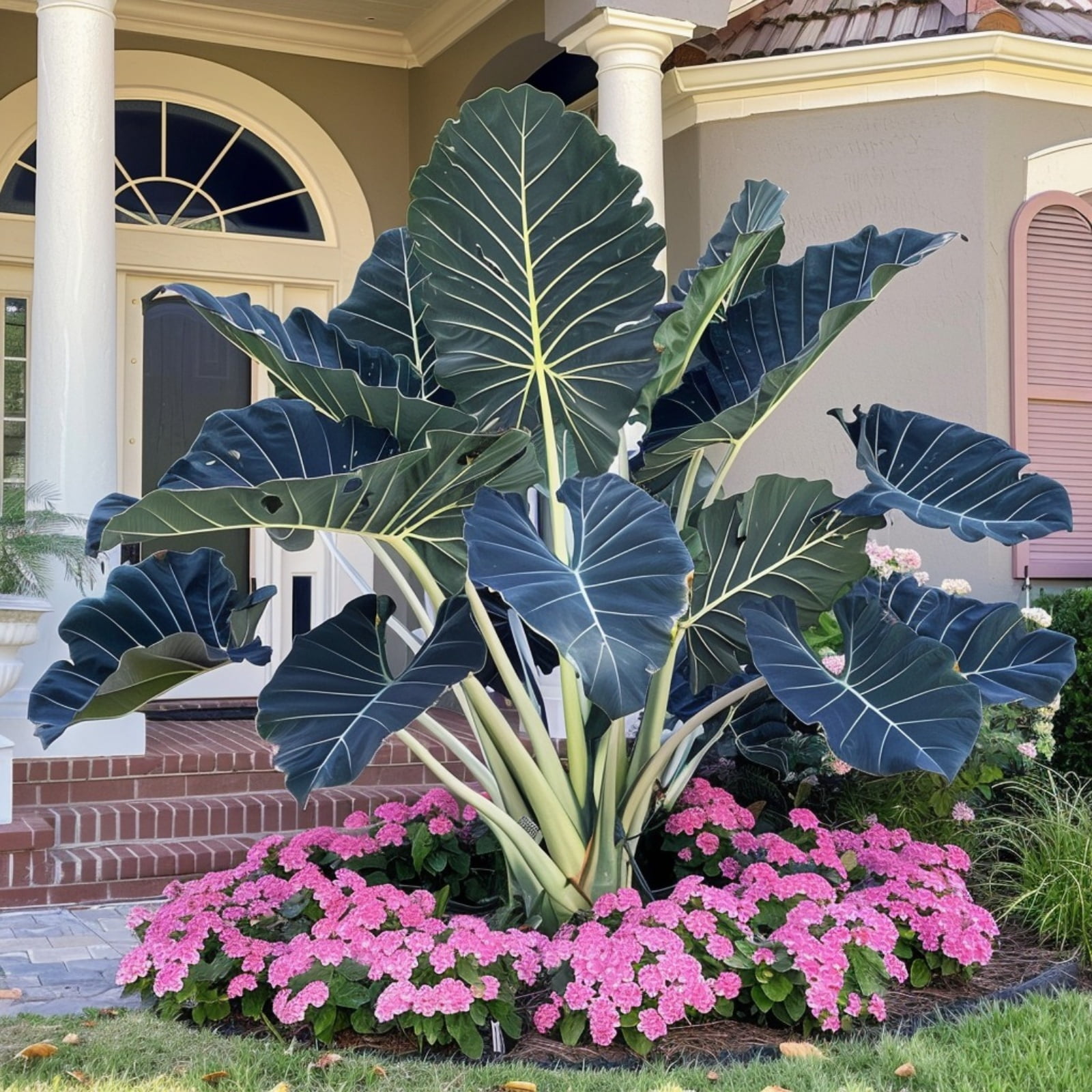 Elephant Ear Bulbs, Tropical Style Decoration, Perennial, Giant Foliage ...
