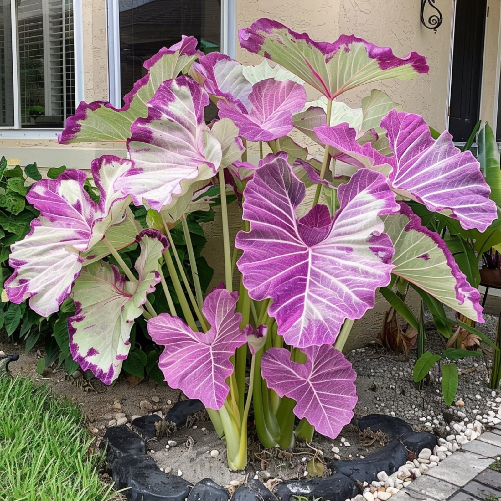 Elephant Ear Bulbs, Tropical Style Decoration, Perennial, Giant Foliage ...