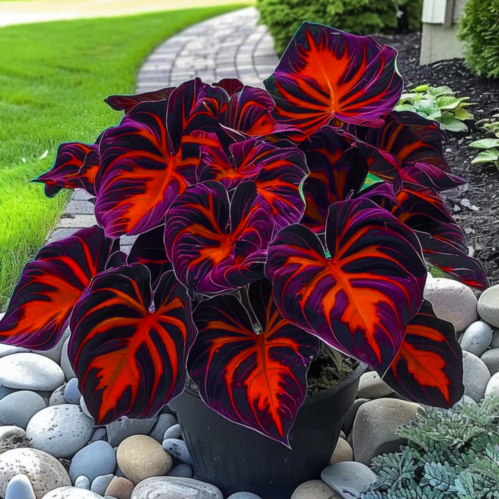 Elephant Ear Bulbs,Tropical Style Decoration, Spring Planting,Giant ...