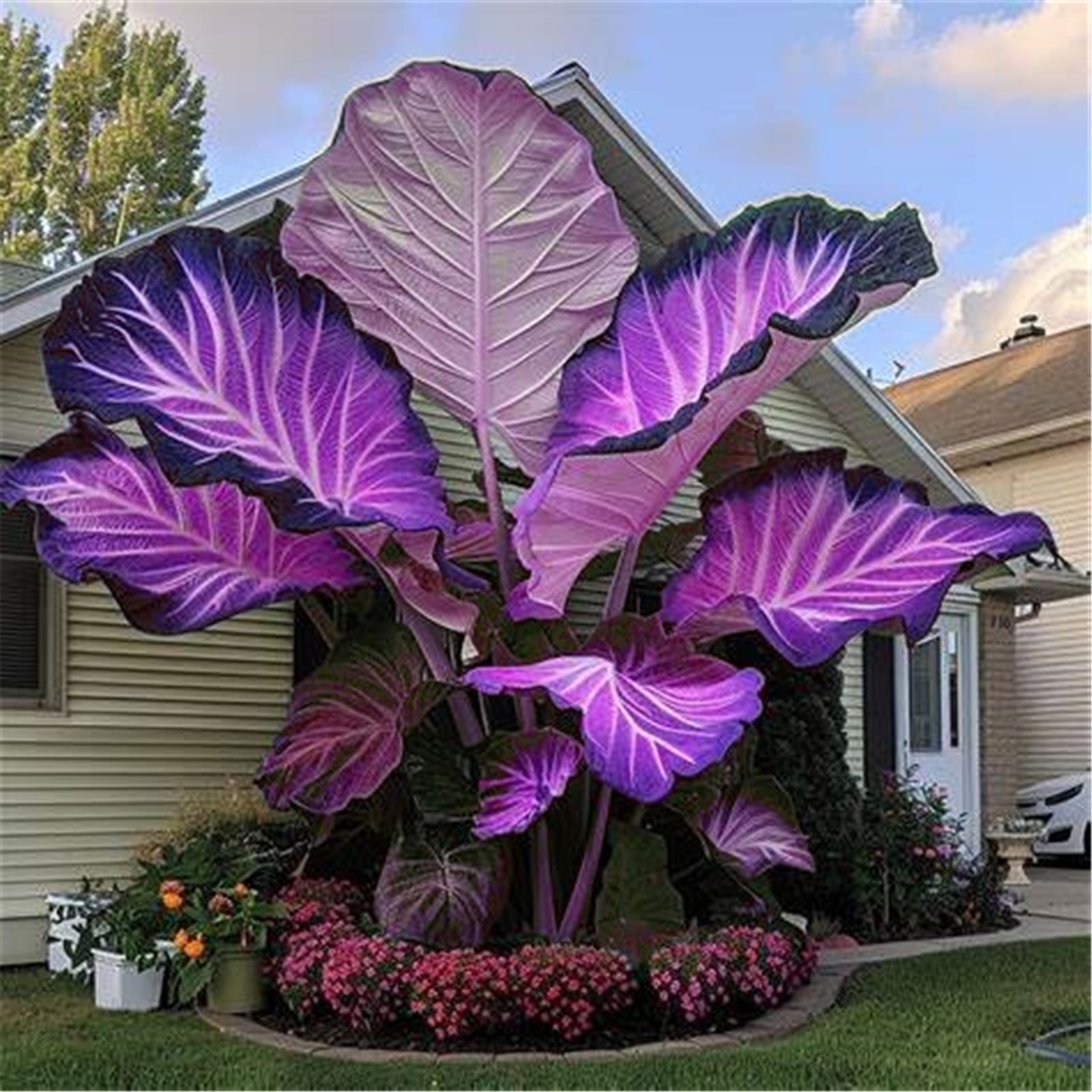 Elephant Ear Bulbs,Tropical Style Decoration, Spring Planting,Giant ...