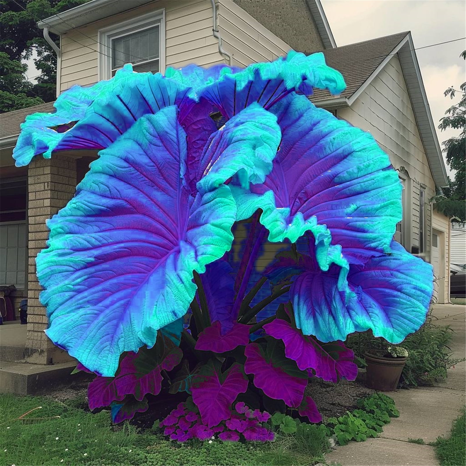 Elephant Ear Bulbs,Tropical Style Decoration, Spring Planting,Giant ...