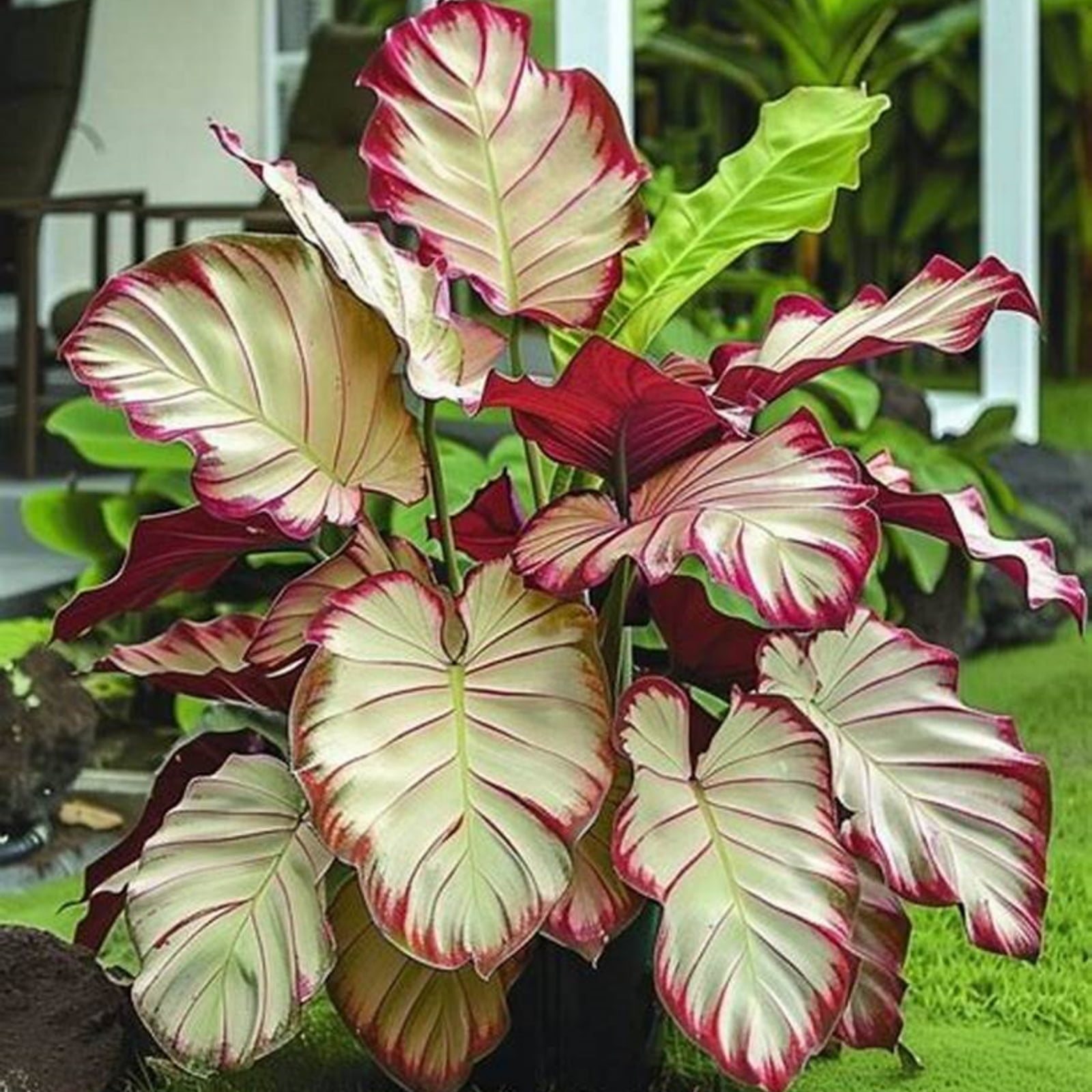 Elephant Ear Bulbs, The best choice for planting large-leaf plants ...