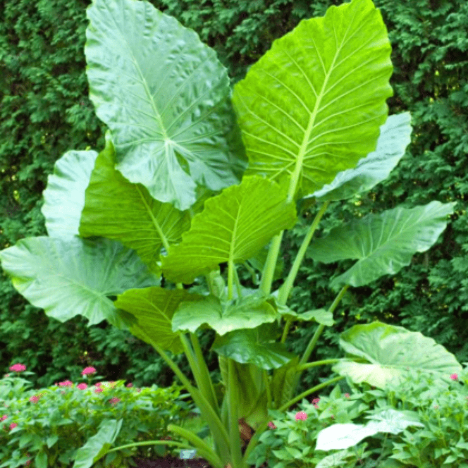 Elephant Ear Bulbs, The best choice for planting large-leaf plants ...
