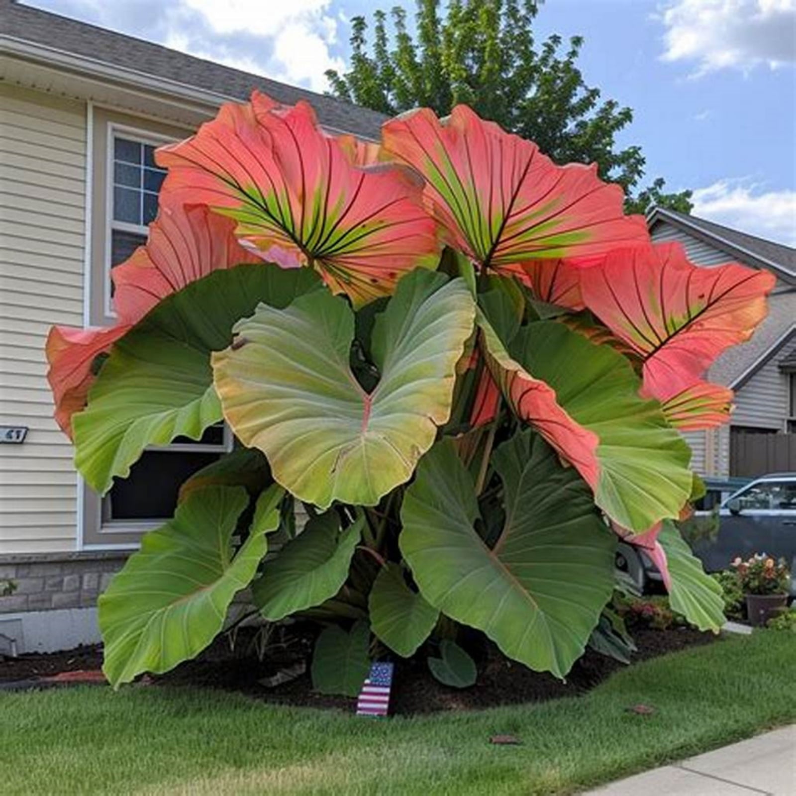 Elephant Ear Bulbs, The best choice for planting large-leaf plants ...