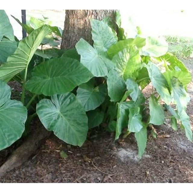 Elephant Ear Bulbs for Planting，Live Colocasia Esculenta Elephant Ear ...