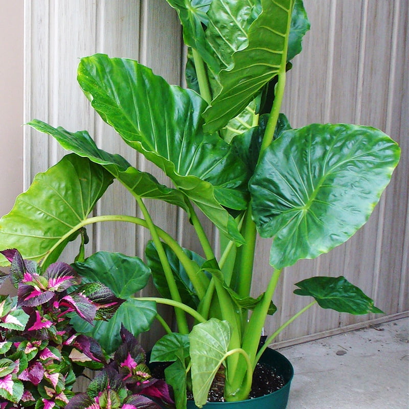 Elephant Ear - Colocasia esculenta - 3 Bulbs per Pack - Blooms All ...