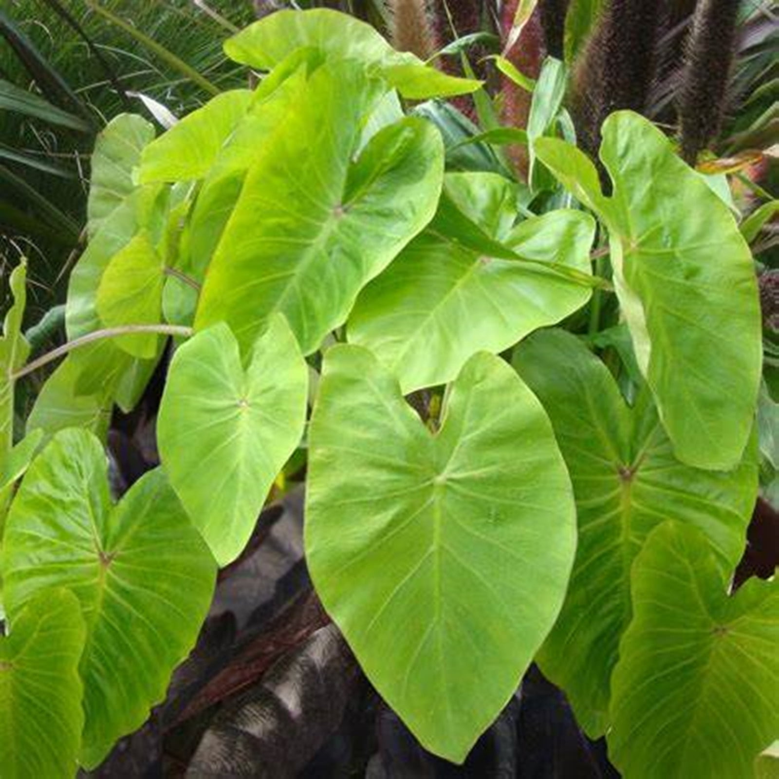 Elephant Ear -Colocasia esculenta- Give Your Garden a Tropical Look ...